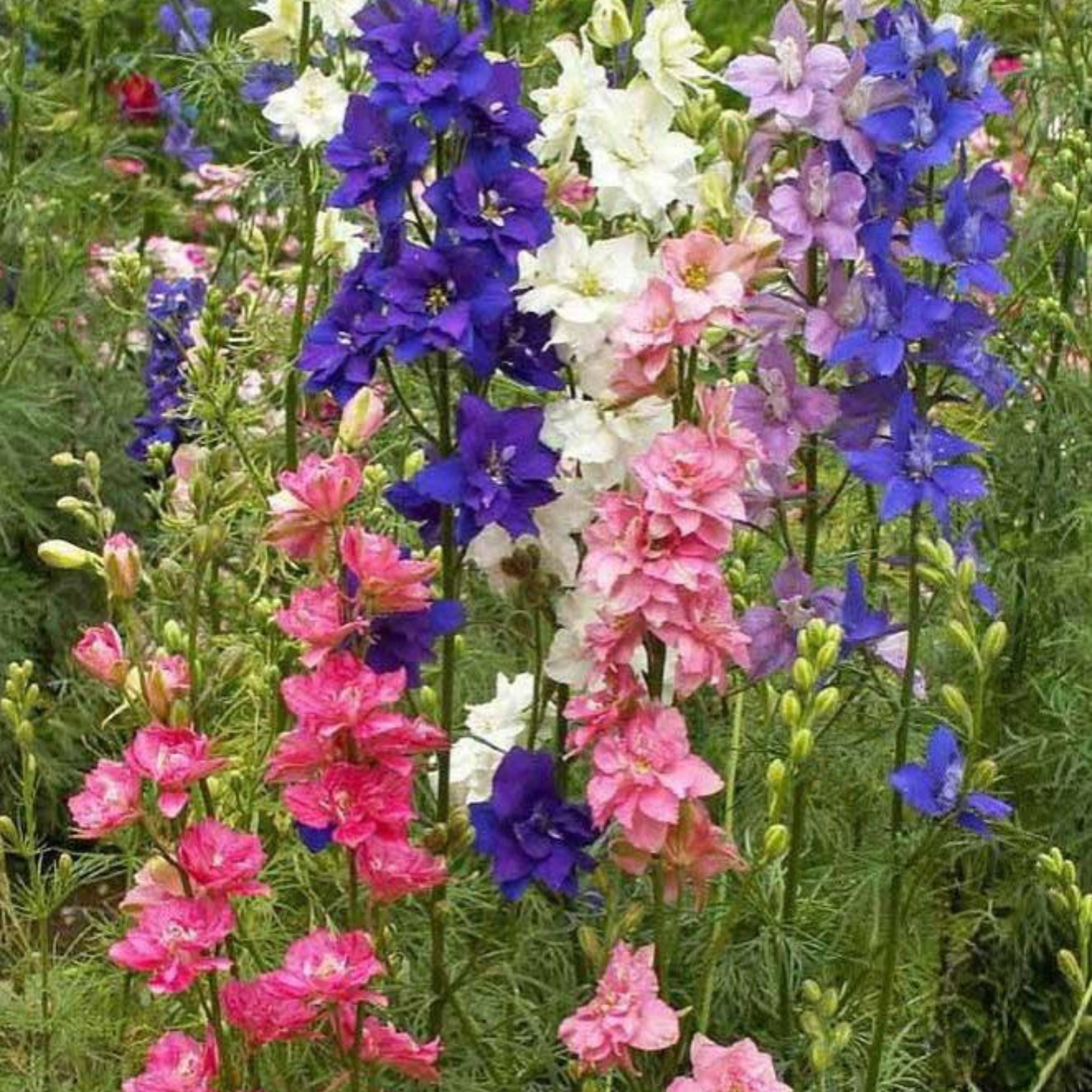 Monarch Butterfly Garden Seed Mix – Pollinator Friendly – Cheap Seeds, LLC
