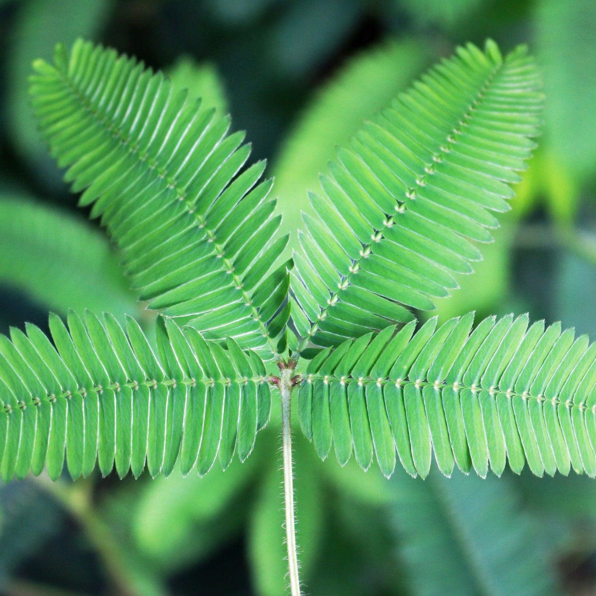 Sensitive Plant – Cheap Seeds, LLC