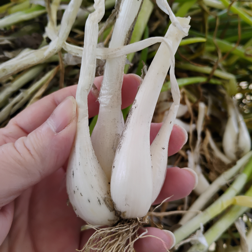 White Multiplying Onion Bulbs | Heirloom Perennial Onions – Cheap Seeds ...